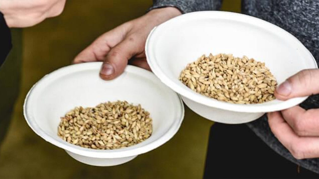 The Decoction Concoction - Wishful Drinking